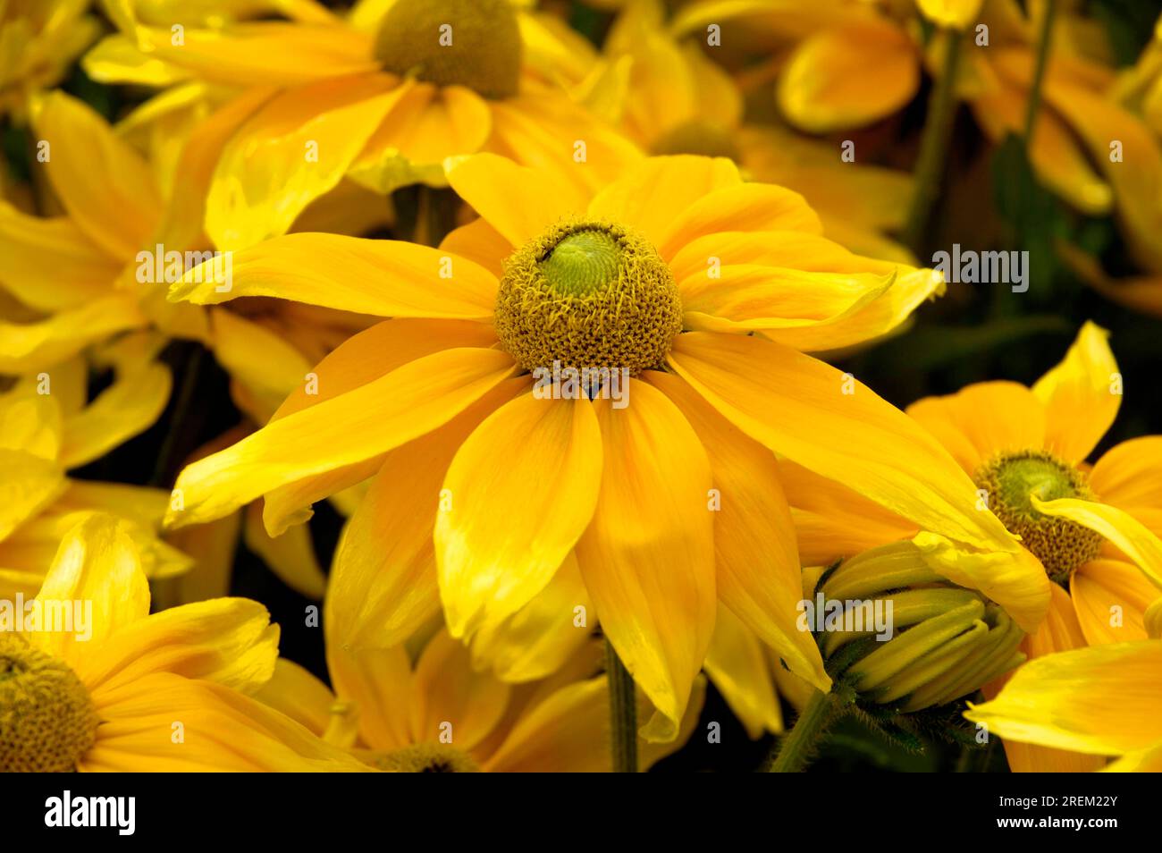 Black-eyed Susan 'Prairie Sun' (Rudbeckia hirta), Gloriosa daisy ...