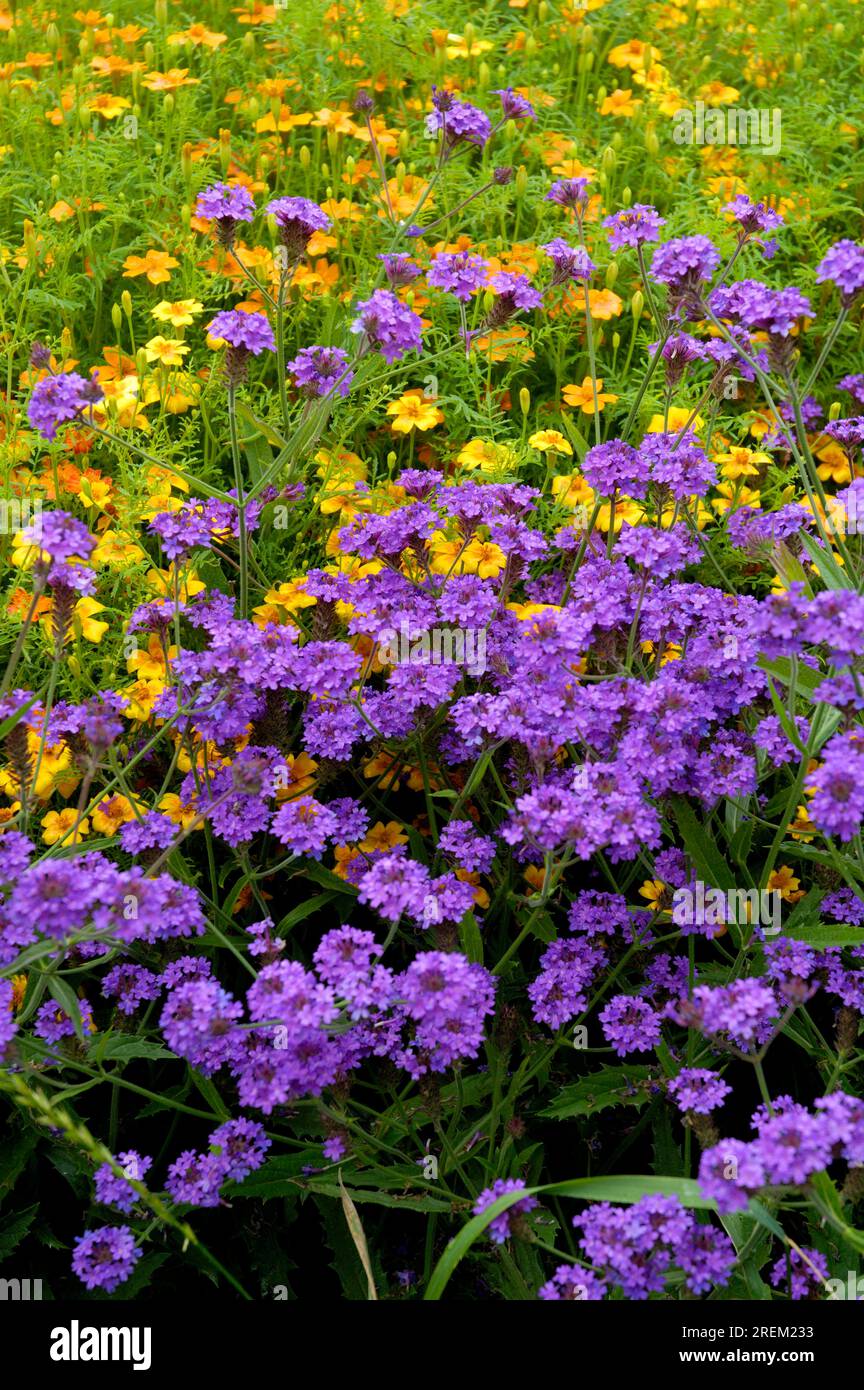 Verbena rigida (Verbena rigida Stock Photo - Alamy