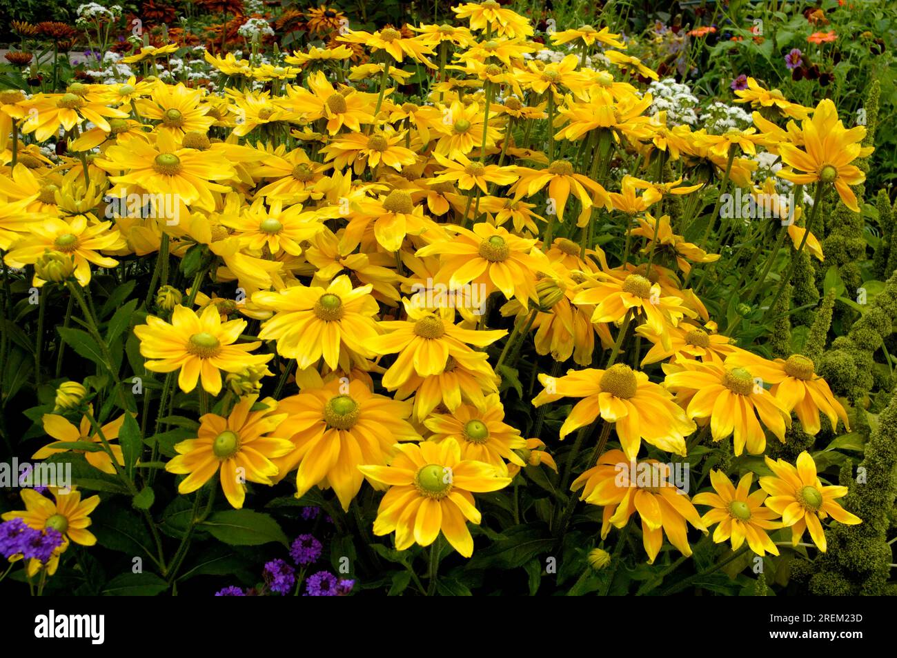 Black-eyed Susan 'Prairie Sun' (Rudbeckia hirta), Gloriosa daisy ...