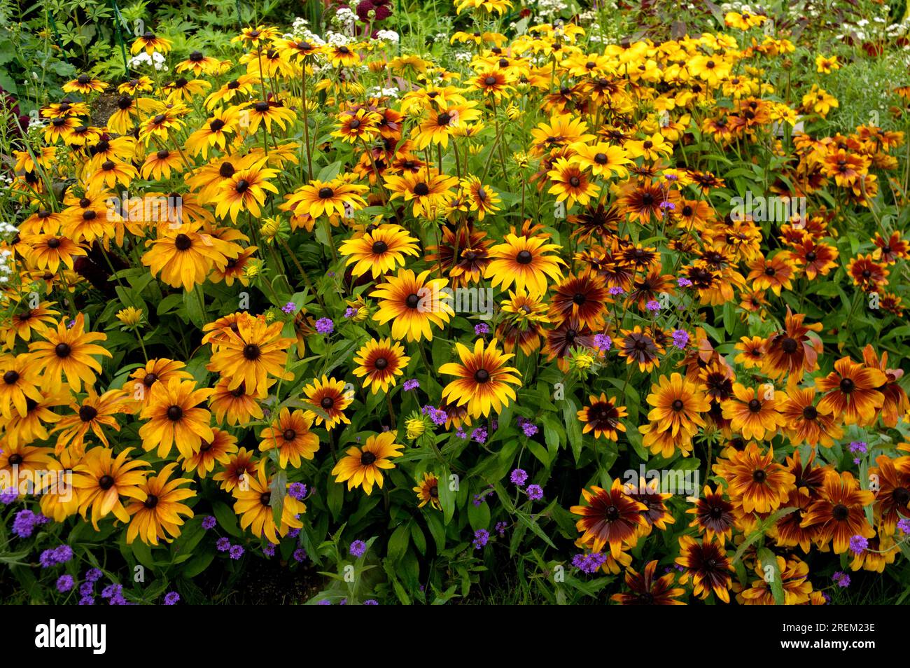 Black-eyed Susan (Rudbeckia hirta), Gloriosa Daisy, Yellow bull's-eye ...