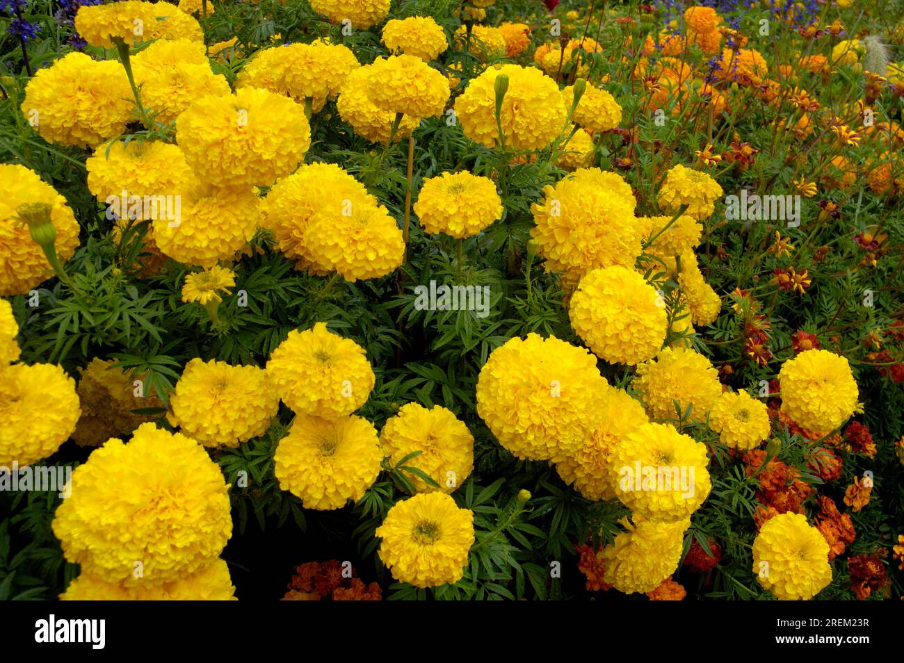 Tagetes erecta (Tagetes erecta) 'Double Eagle Stock Photo - Alamy