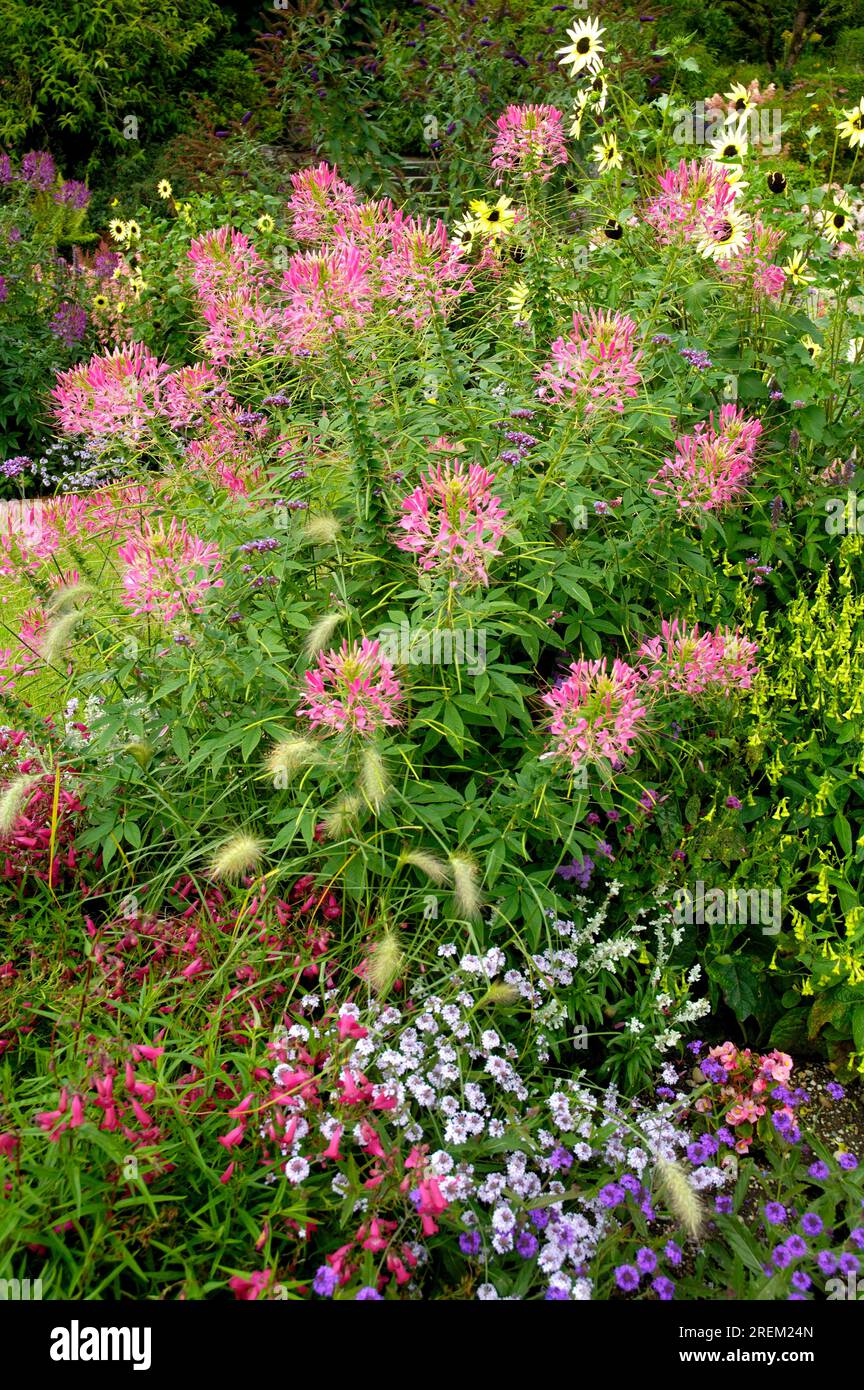 Spiny spiderflower (Cleome spinosa) 'Cherry queen', Cherry queen Stock ...