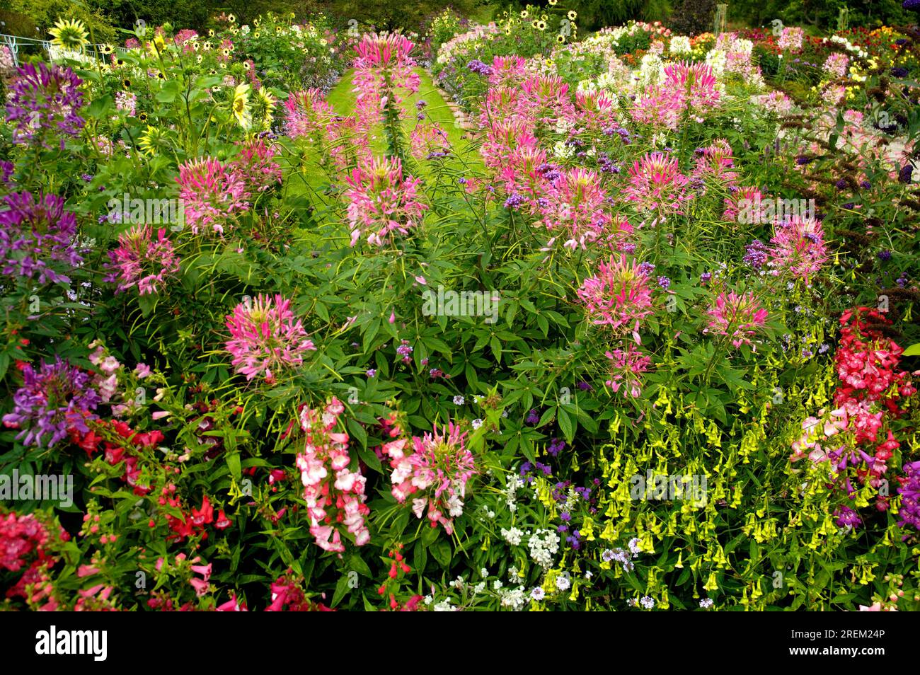 Spiny spiderflower (Cleome spinosa) 'Cherry queen', Cherry queen Stock ...