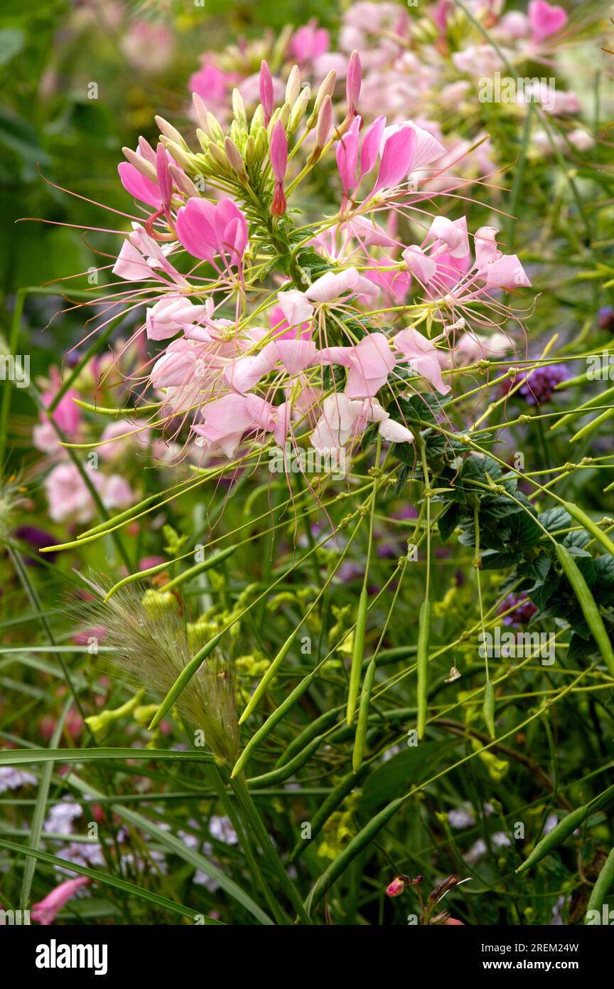 Spiny spiderflower (Cleome spinosa) 'Pink queen', Pink queen Stock ...