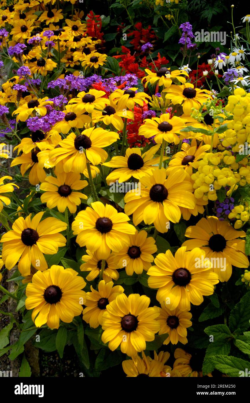 Black-eyed Susan 'Toto' (Rudbeckia hirta), Gloriosa daisies, Yellow ox ...