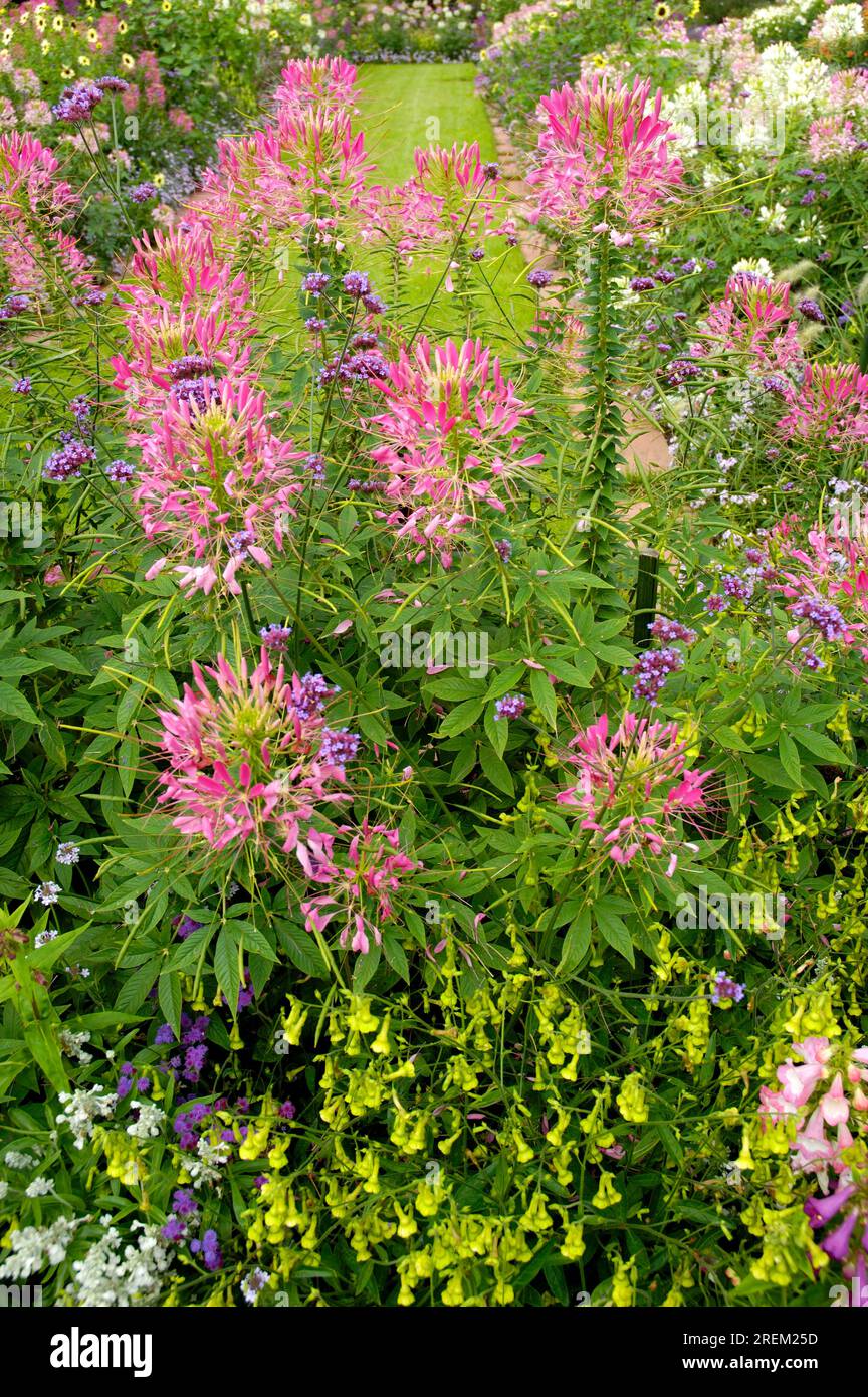 Spiny spiderflower (Cleome spinosa) 'Cherry queen', Cherry queen Stock ...