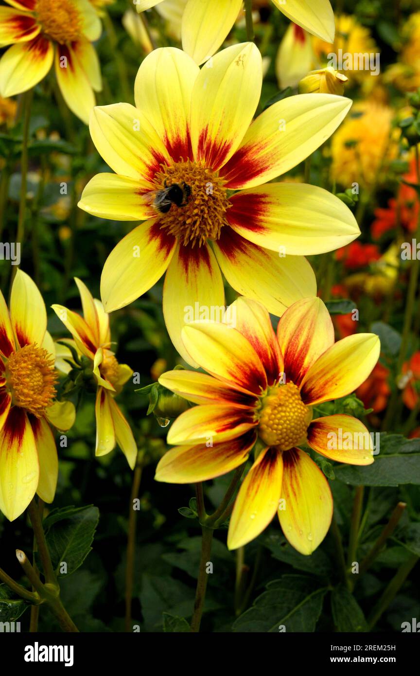 Single dahlia 'hummingbird' (Dahlia hybrida Stock Photo - Alamy