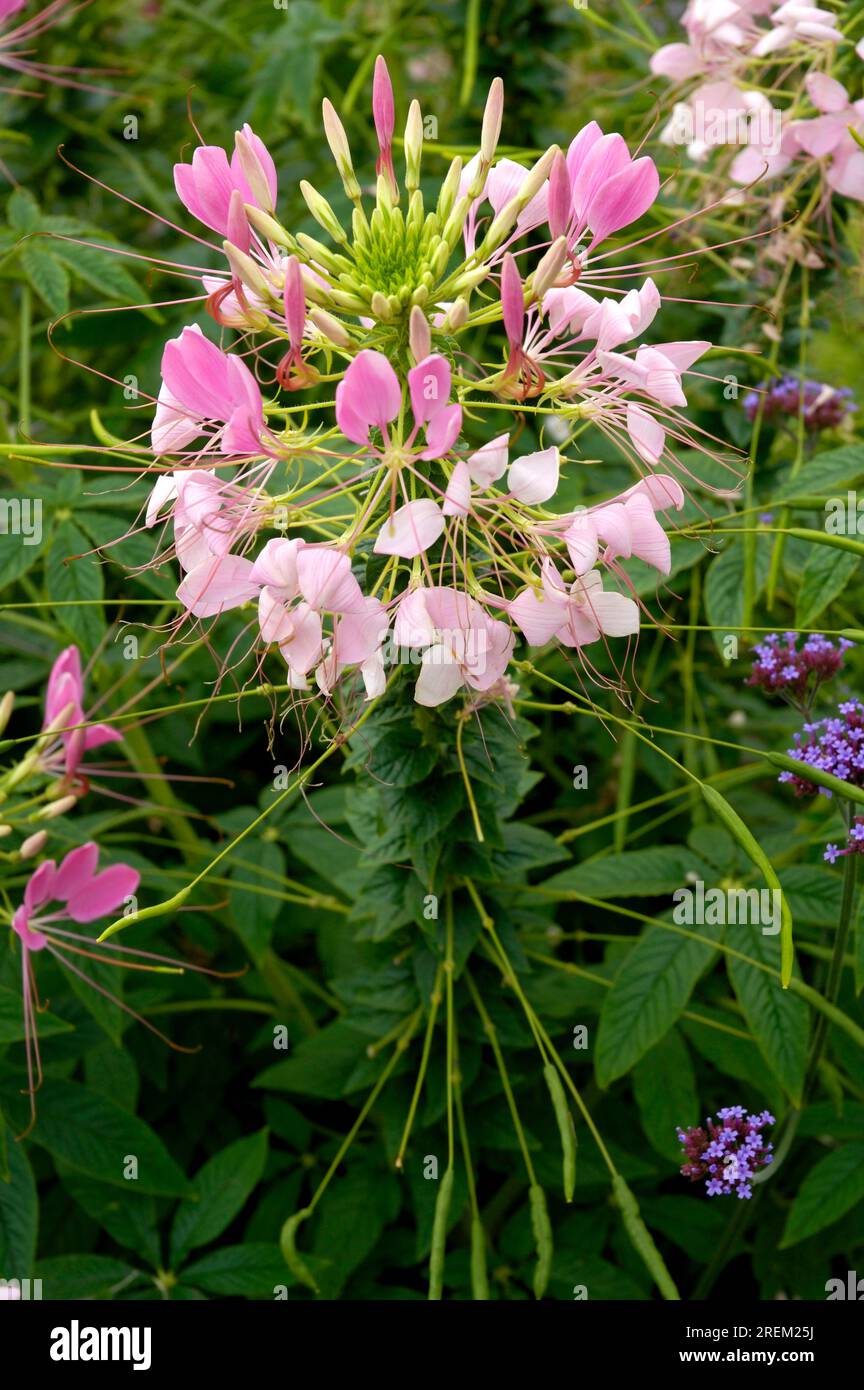 Spiny spiderflower (Cleome spinosa) 'Cherry queen', Cherry queen Stock ...