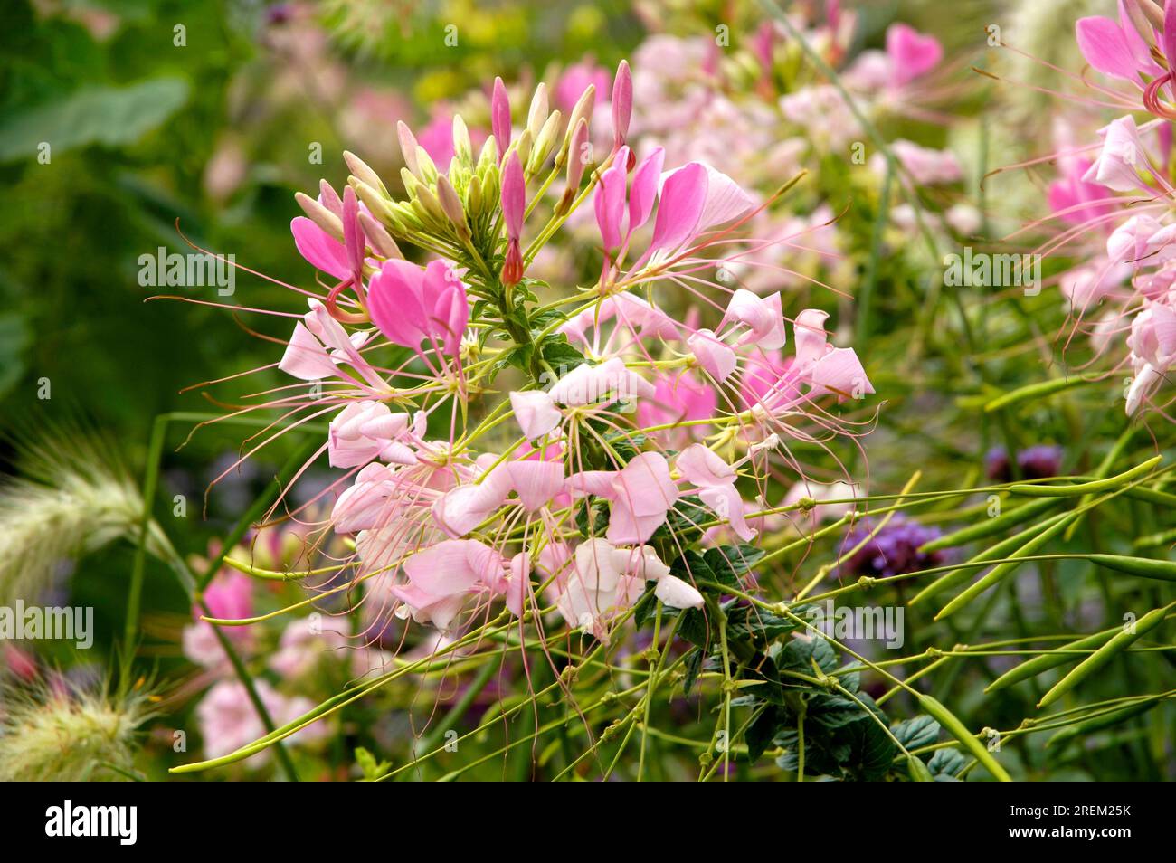 Spiny spiderflower (Cleome spinosa) 'Pink queen', Pink queen Stock ...