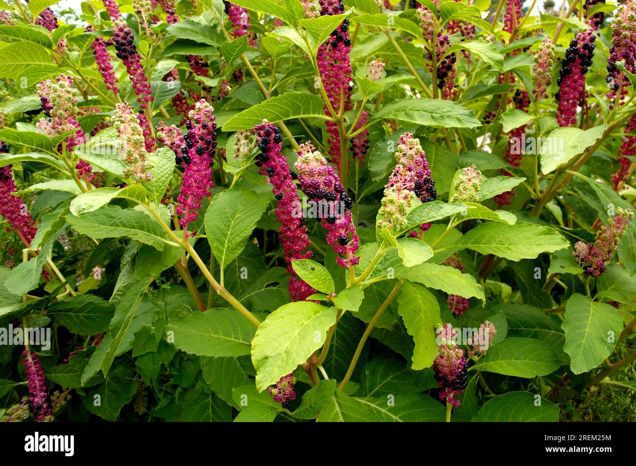 Pokeweed (Phytolacca americana), pokeweed plants (Phytolaccaceae Stock ...
