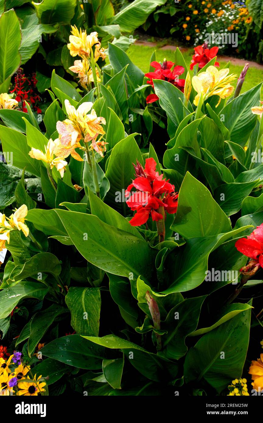 Garden-flower cane hybrid 'Golden Lucifer' (Canna indica hybrid Stock ...