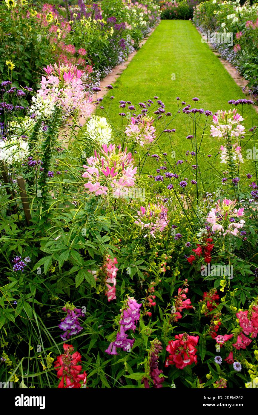 Spiny spiderflower (Cleome spinosa) 'Cherry queen', Cherry queen Stock ...