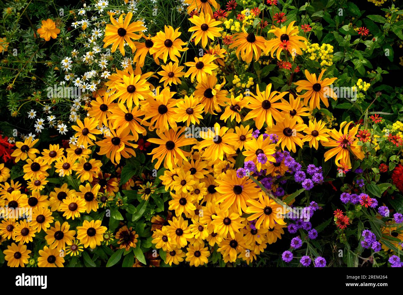 Black-eyed Susan 'Toto' (Rudbeckia hirta), Gloriosa daisies, Yellow ox ...