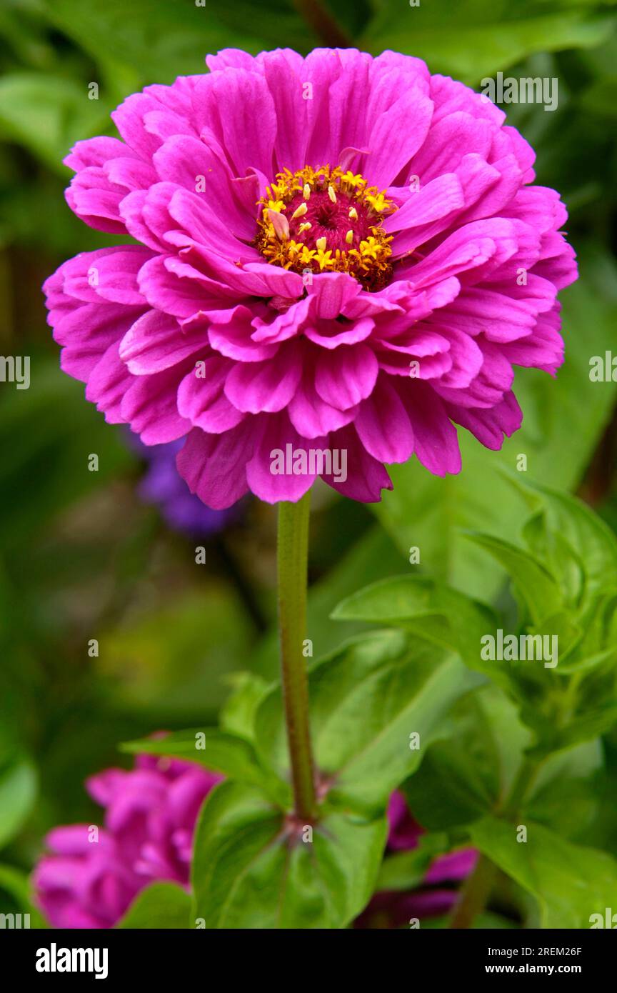 Zinnia benary's giant purple hi-res stock photography and images - Alamy