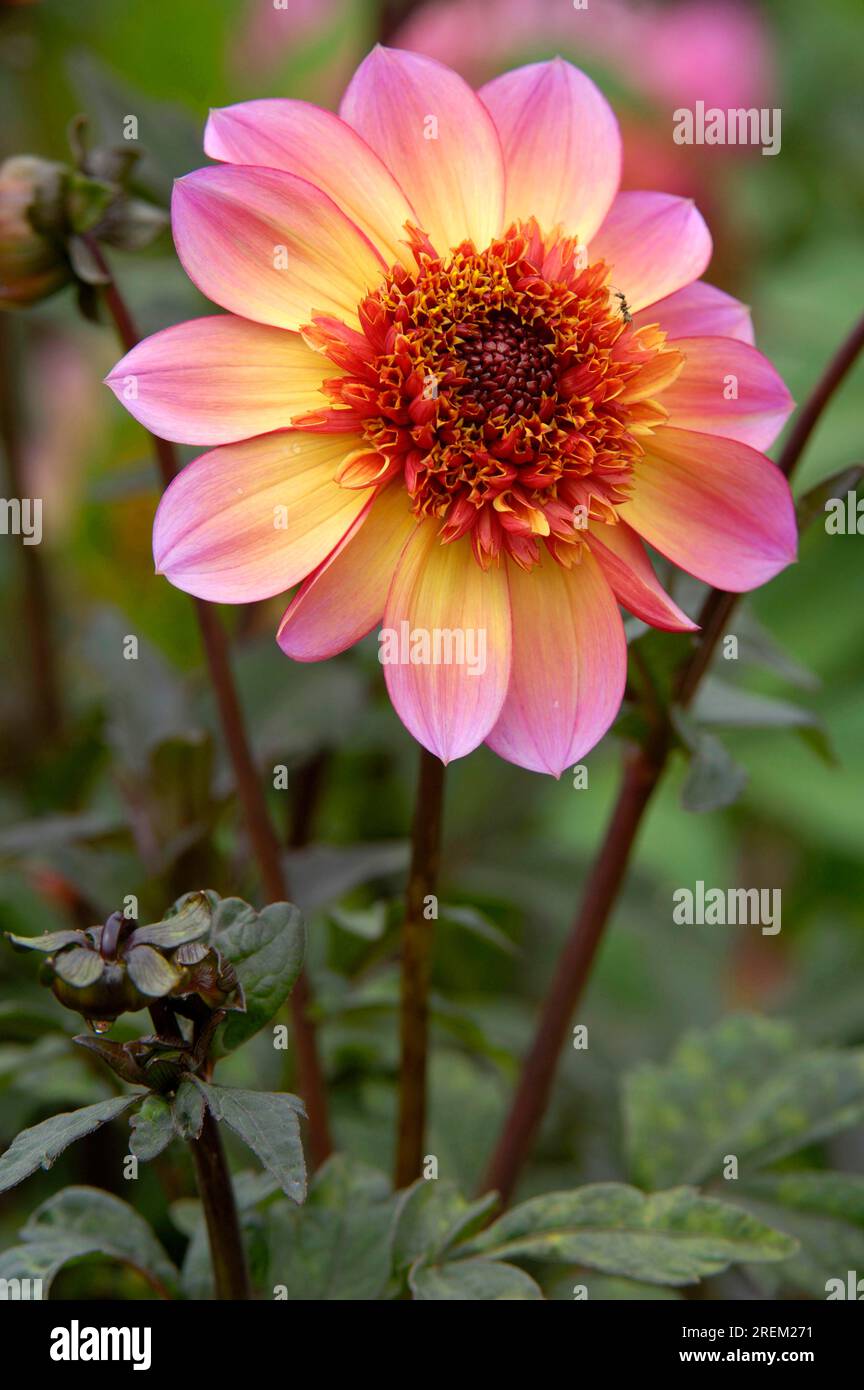 Jewellery dahlia 'BUGA Munich' (Dahlia hybrida), BUGA Munich Stock ...