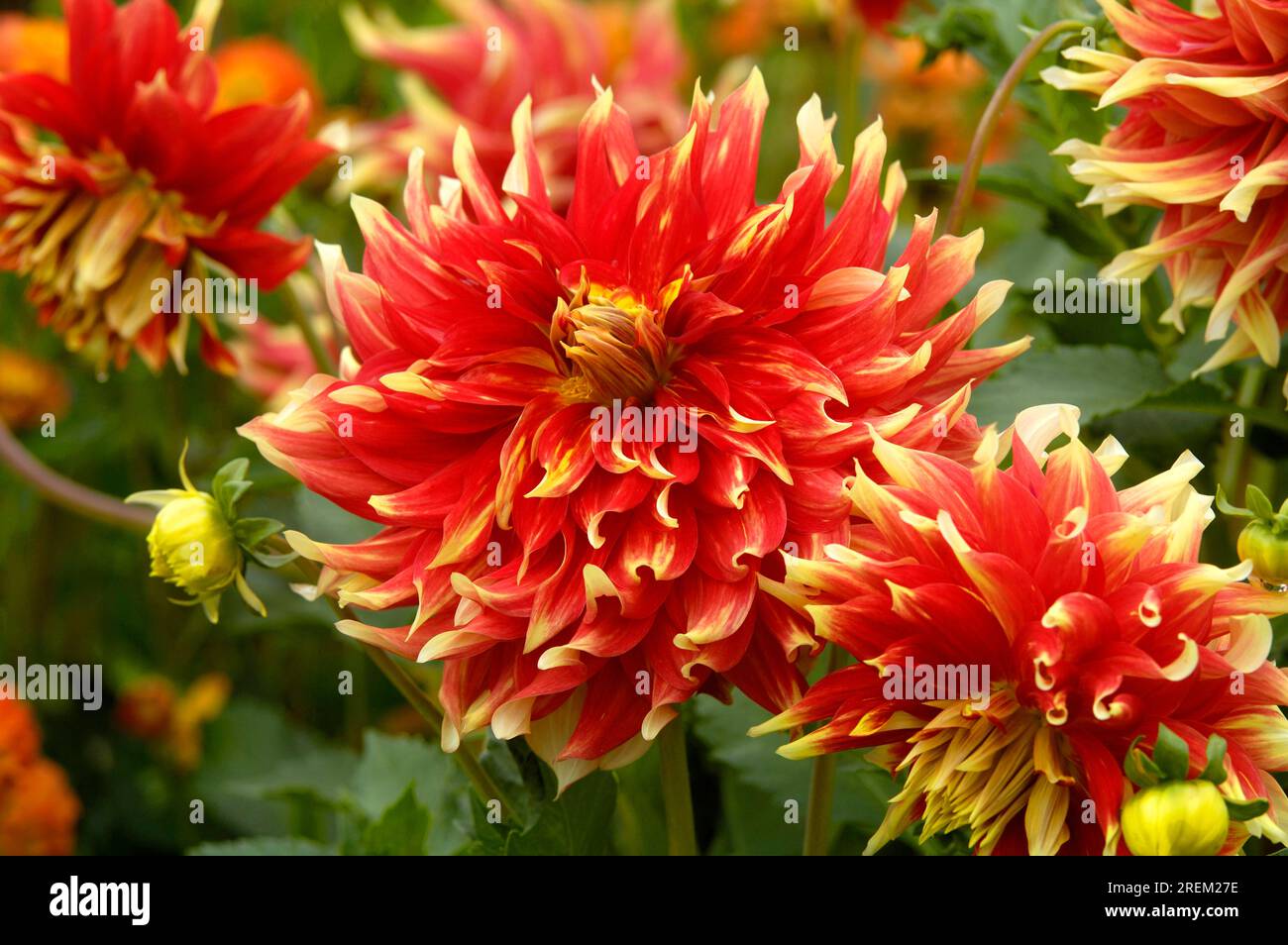 Dahlia 'Bodacious' (Dahlia hybrida Stock Photo - Alamy