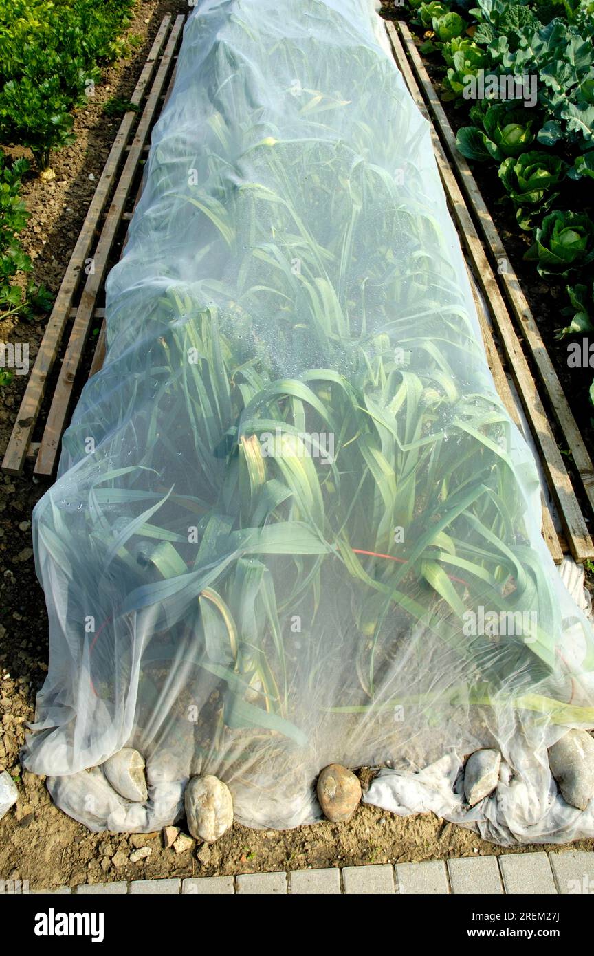 Garden leek fleece hi-res stock photography and images - Alamy