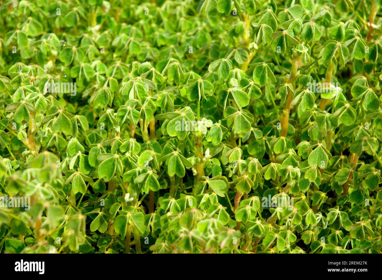 Tubered Wood Sorrel, Oka, Yam, Peruvian Wood Sorrel (Oxalis tuberosa ...