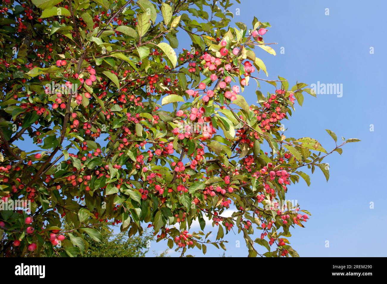 Crabapple (Malus) 'Radiant Stock Photo - Alamy