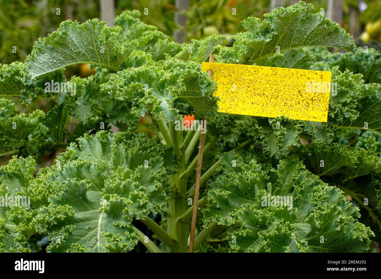 Sticky trap for insects in kale, insect trap, kale, aphid infestation ...