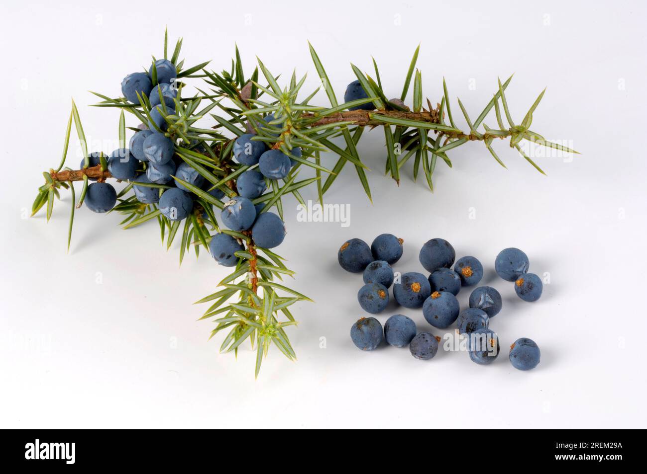Juniper (Juniperus communis), juniper berries Stock Photo - Alamy