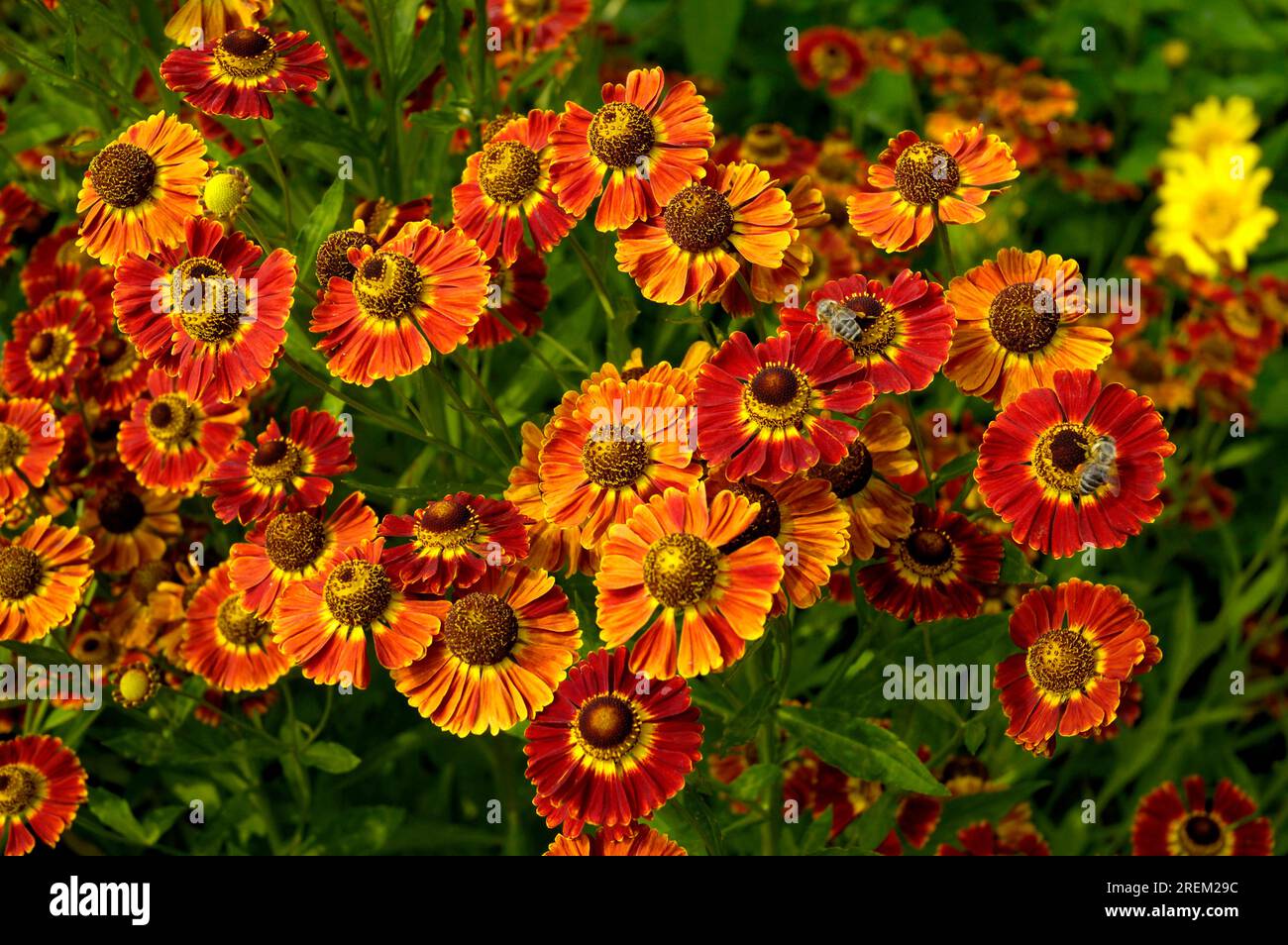 Sun Bride 'September Gold' (Helenium hybrid Stock Photo - Alamy