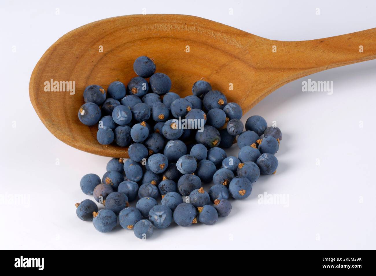 Juniper (Juniperus communis), juniper berries Stock Photo - Alamy