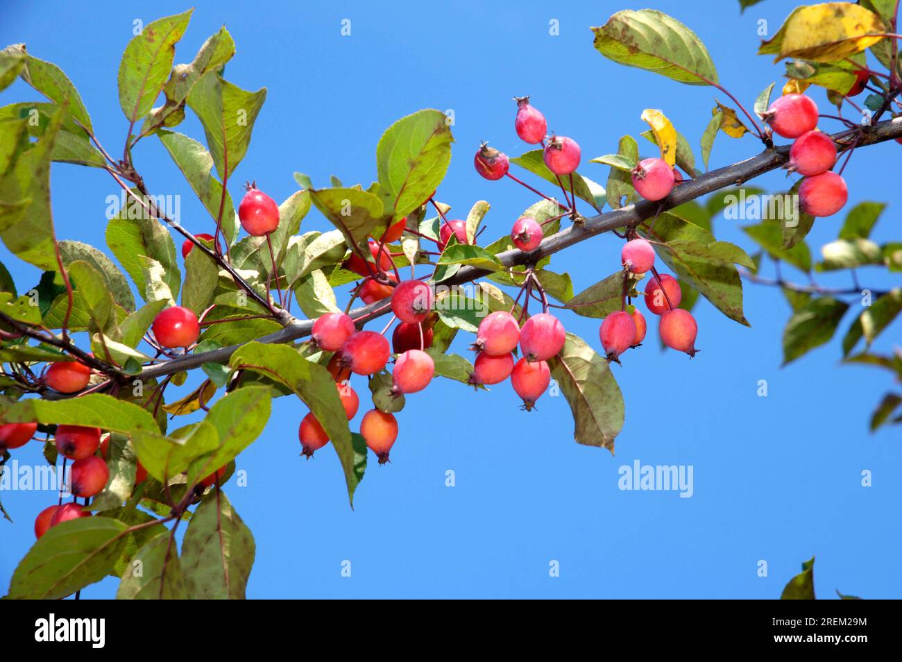 Crabapple (Malus) 'Radiant Stock Photo - Alamy
