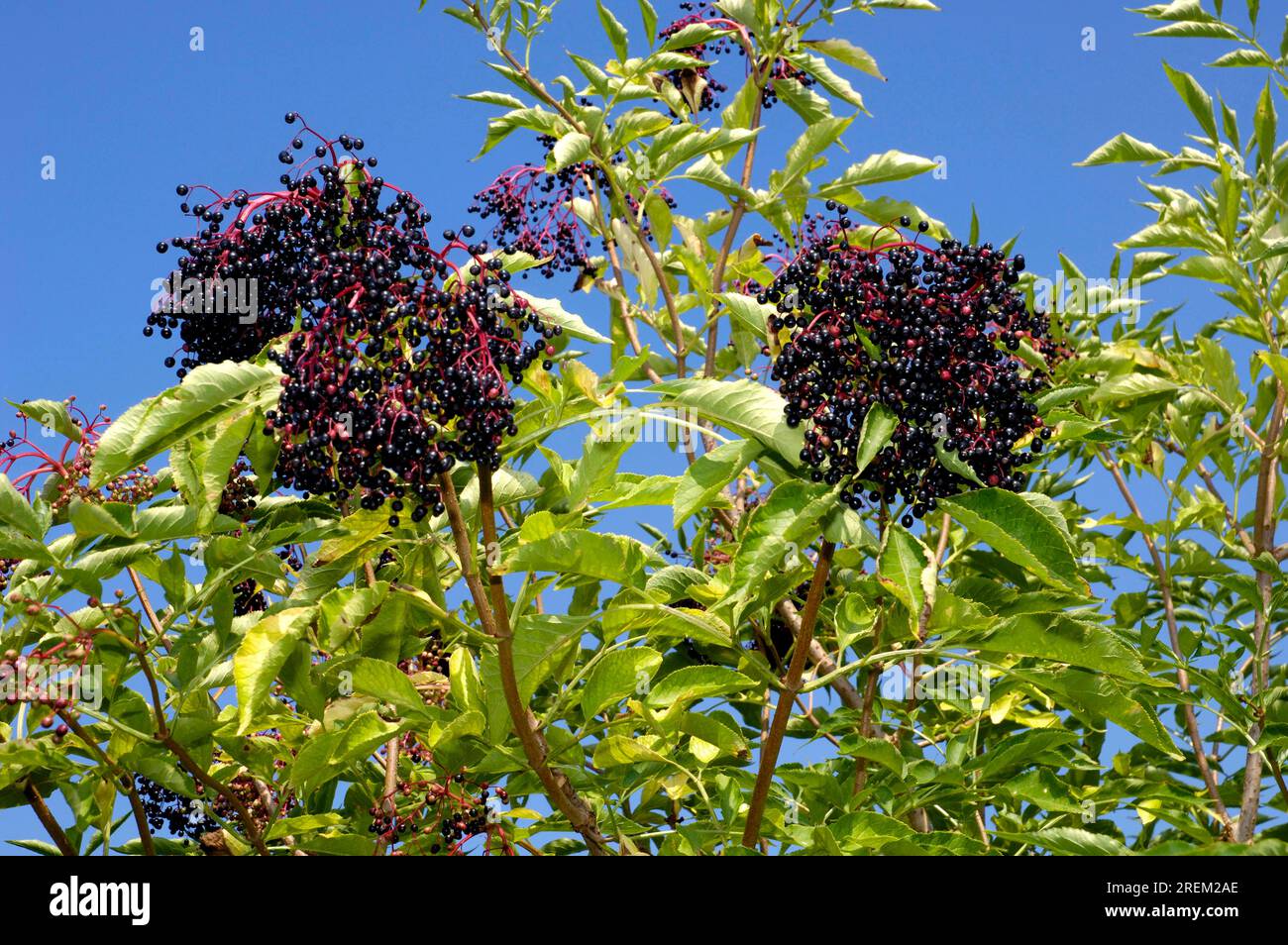 Elder (Sambucus nigra) berry Stock Photo - Alamy