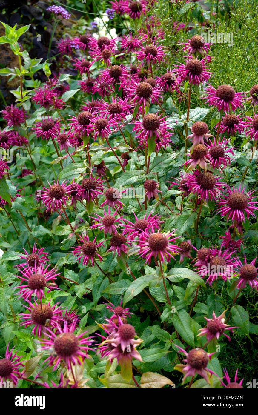 Bee balm hybrid (Monarda hybrid), Monarde 'thundercloud Stock Photo - Alamy