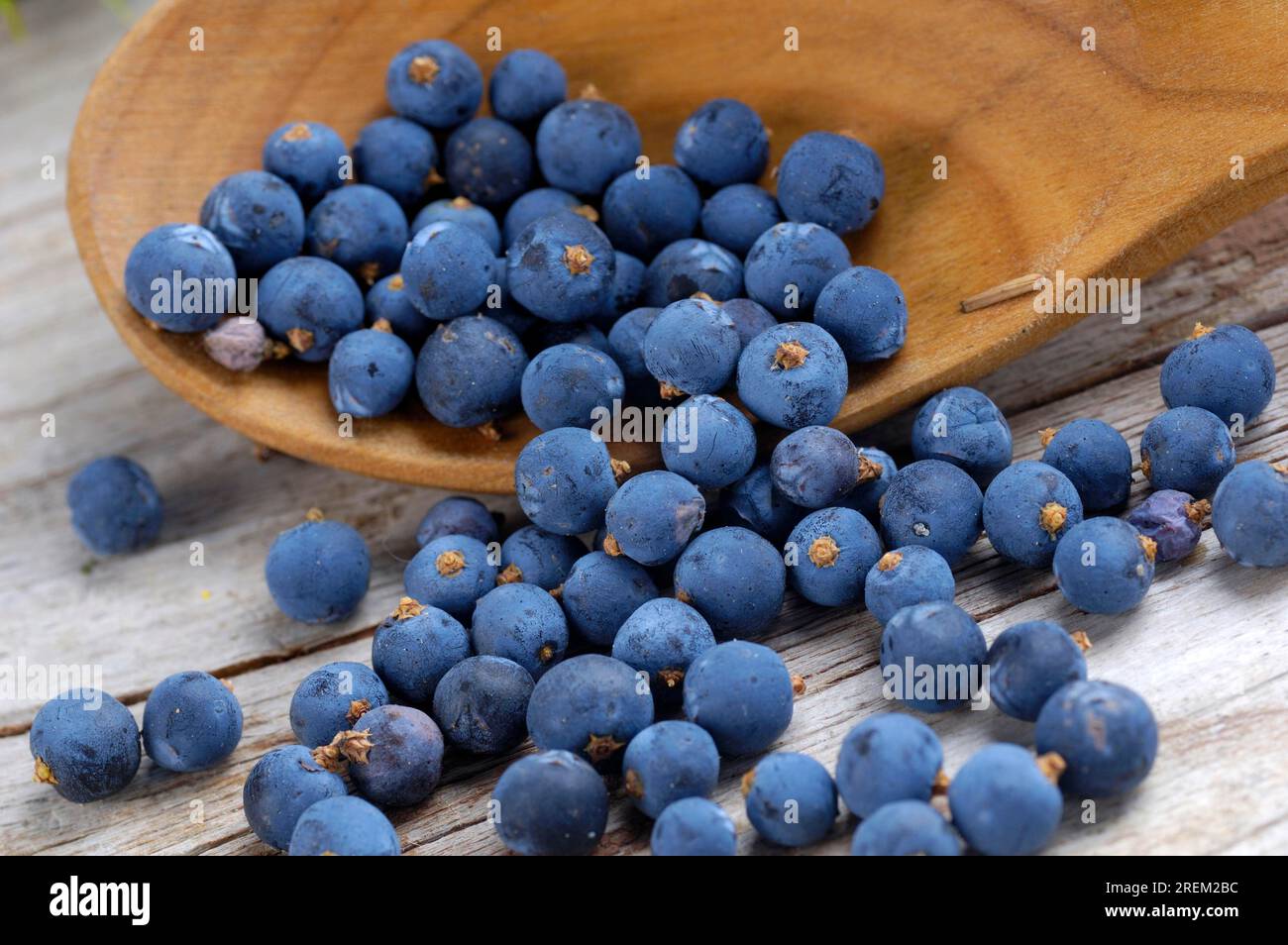 Juniper (Juniperus communis), juniper berries Stock Photo - Alamy