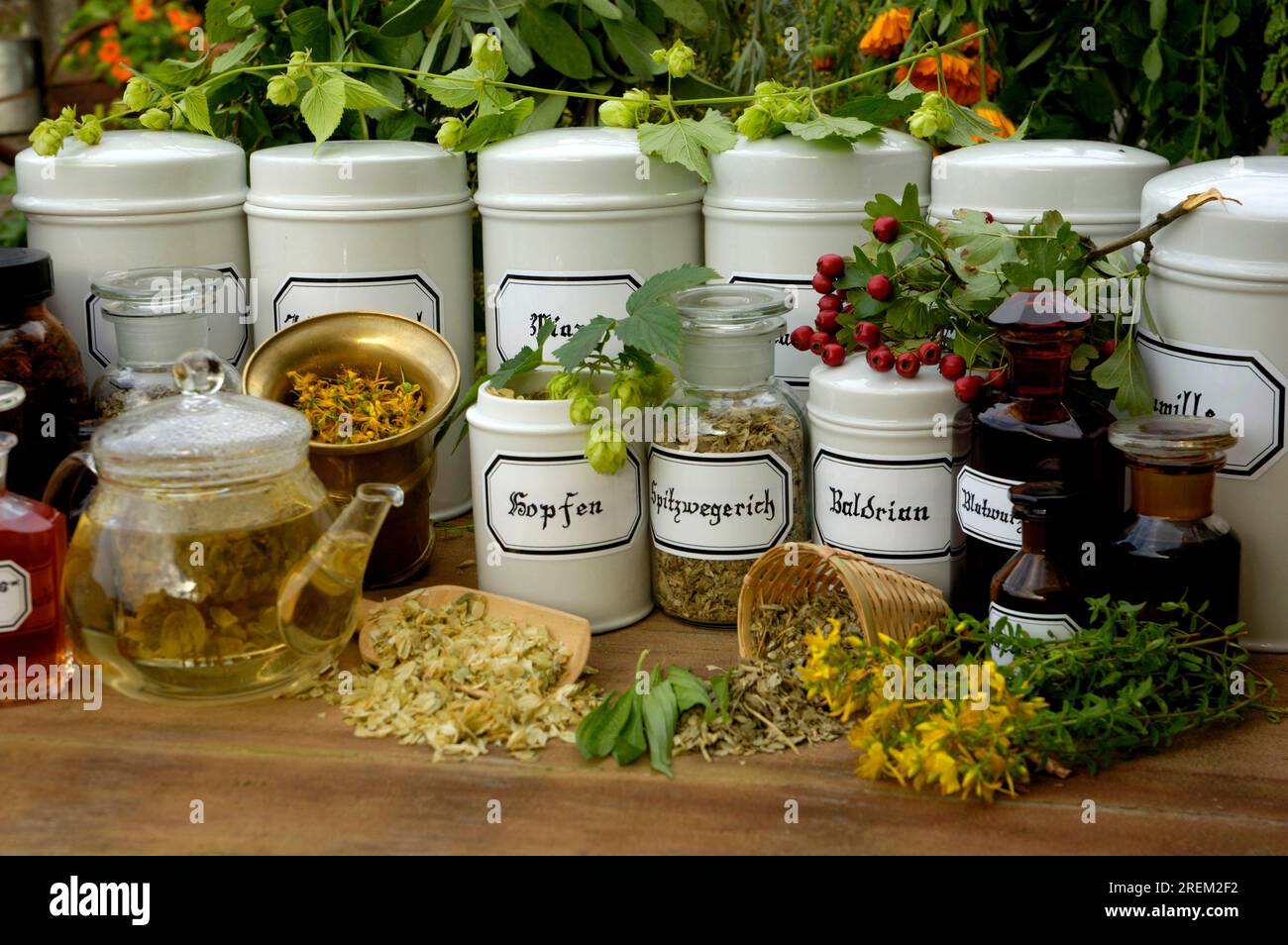 Various dried herbs, oils and tinctures, herbal pharmacy, oil, tincture ...