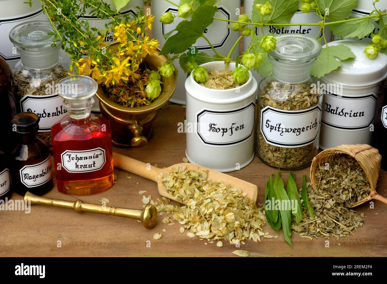 Various dried herbs, oils and tinctures, herbal pharmacy, oil, tincture ...