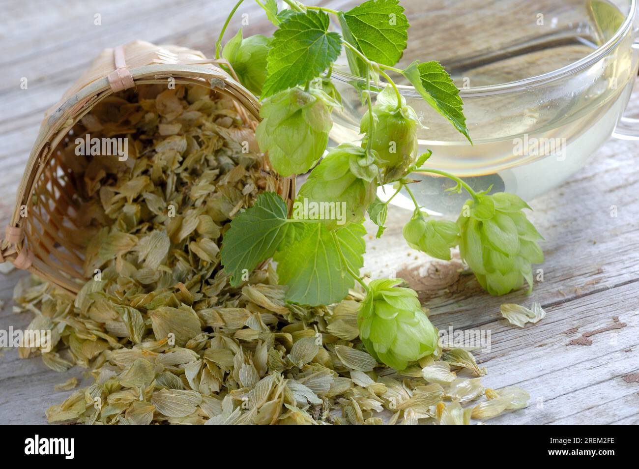 Cup of hop tea (Humulus lupulus) dried hops, hop tea Stock Photo - Alamy