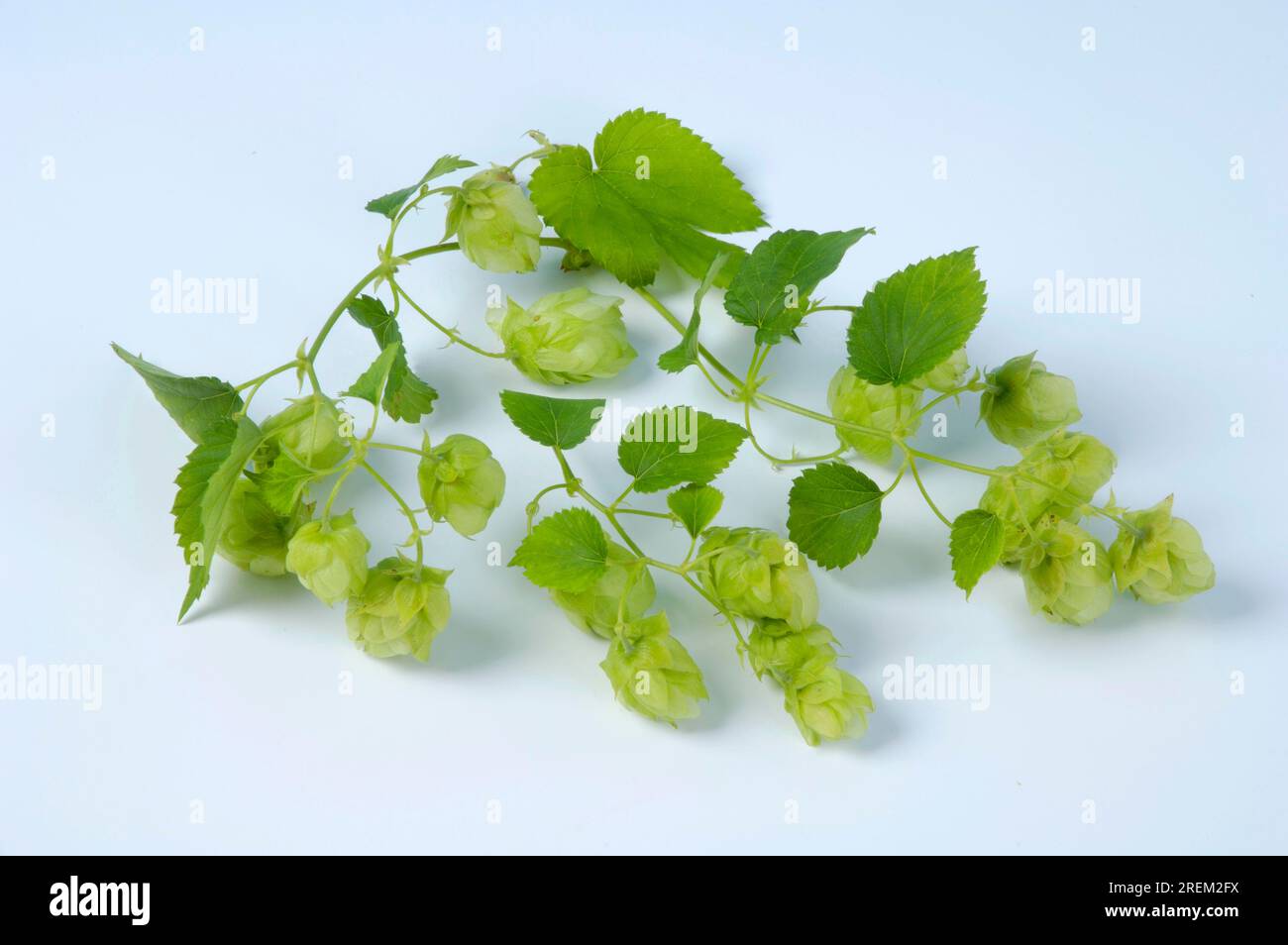 Common hop (Humulus lupulus) 'Tettnanger', beer hops, hop cones Stock ...