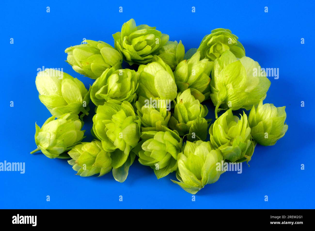 Common hop (Humulus lupulus) 'Tettnanger', beer hops, hop cones Stock ...