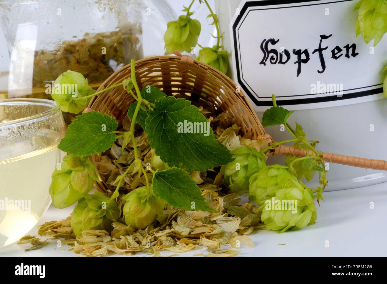Common hop (Humulus lupulus) dried hops, hop tea Stock Photo - Alamy
