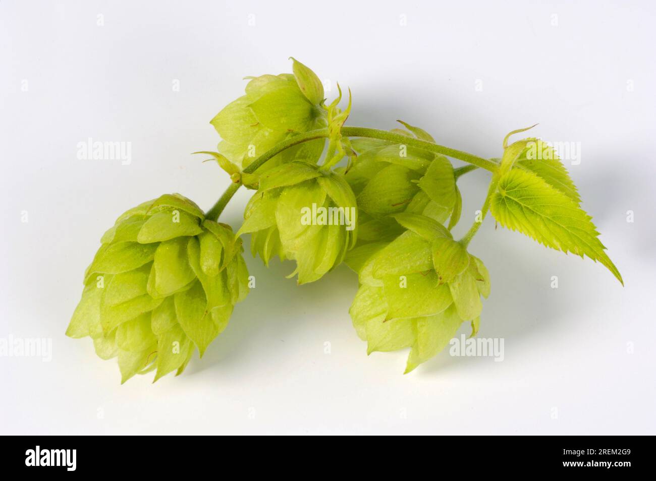 Common hop (Humulus lupulus) 'Tettnanger', beer hops, hop cones Stock ...
