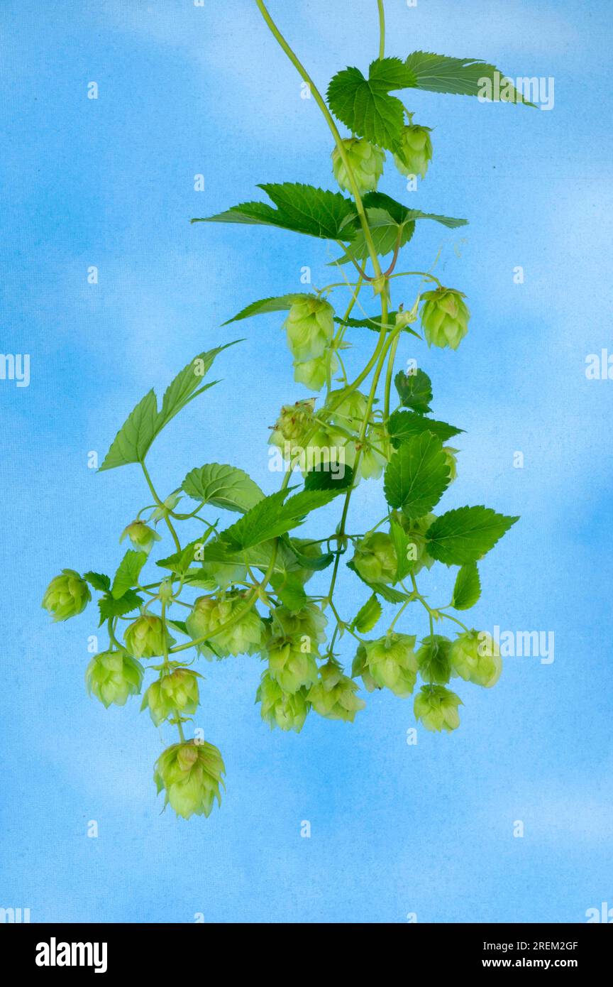 Common hop (Humulus lupulus) 'Tettnanger', beer hops, hop cones Stock ...