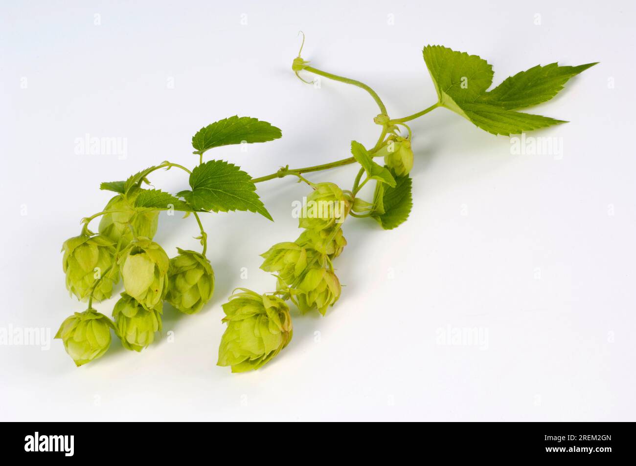Common hop (Humulus lupulus) 'Tettnanger', beer hops, hop cones Stock ...