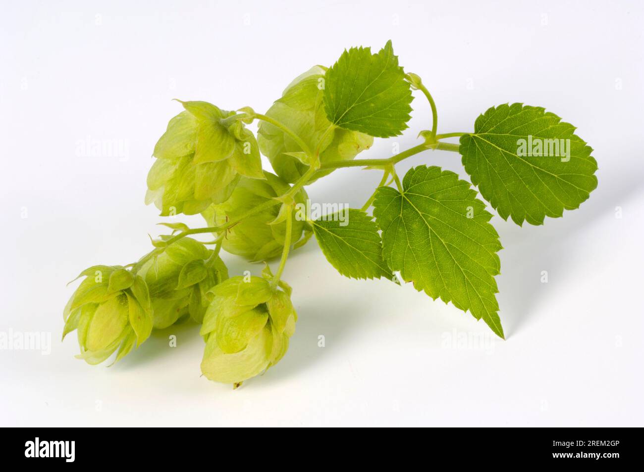 Common hop (Humulus lupulus) 'Tettnanger', beer hops, hop cones Stock ...
