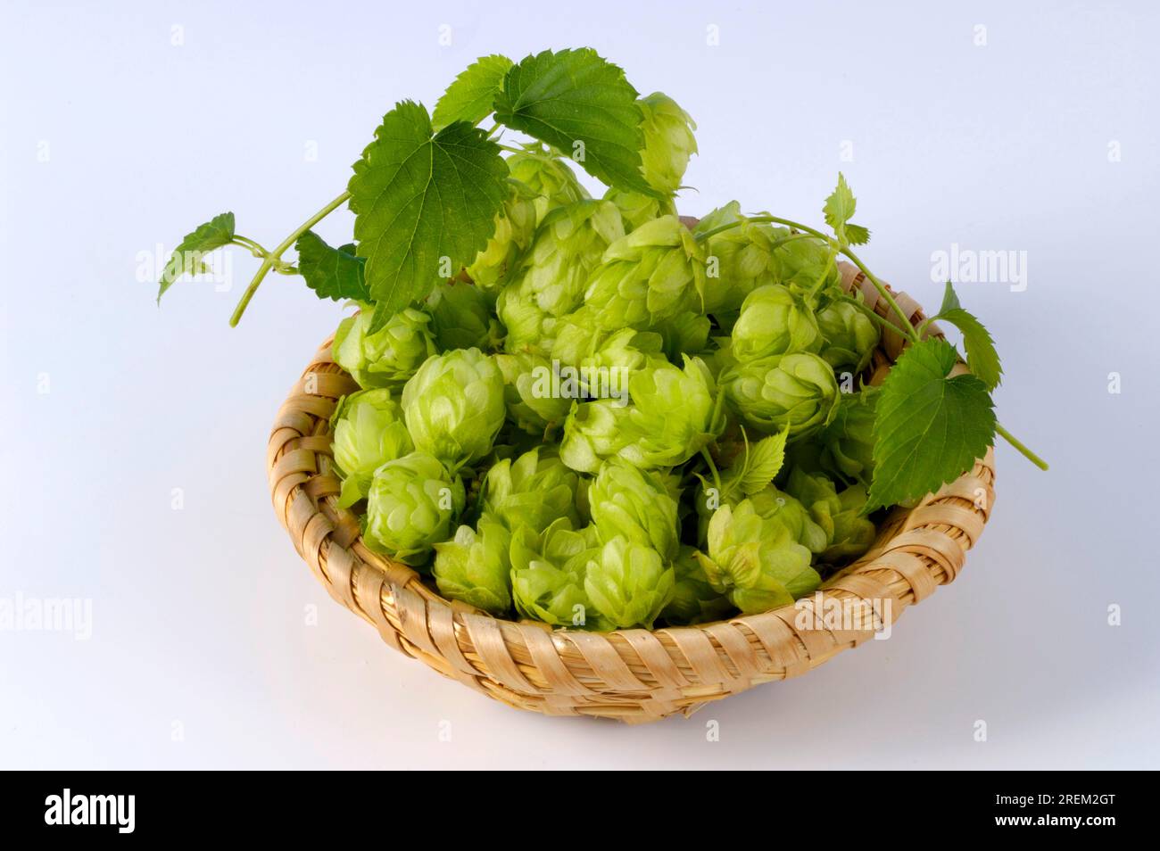 Common hop (Humulus lupulus) 'Tettnanger', beer hops, hop cones Stock ...
