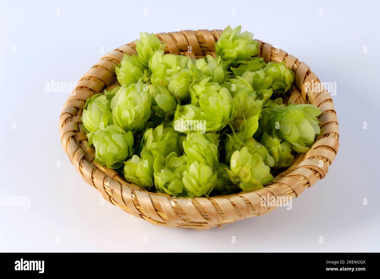 Common hop (Humulus lupulus) 'Tettnanger', beer hops, hop cones Stock ...