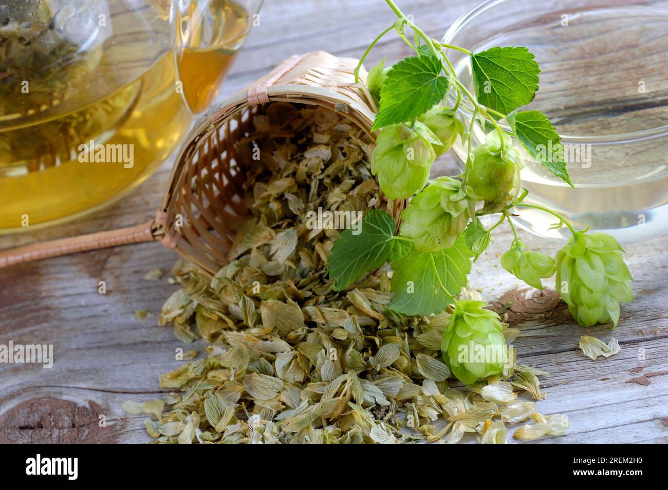 Cup of hop tea (Humulus lupulus) dried hops, hop tea Stock Photo - Alamy