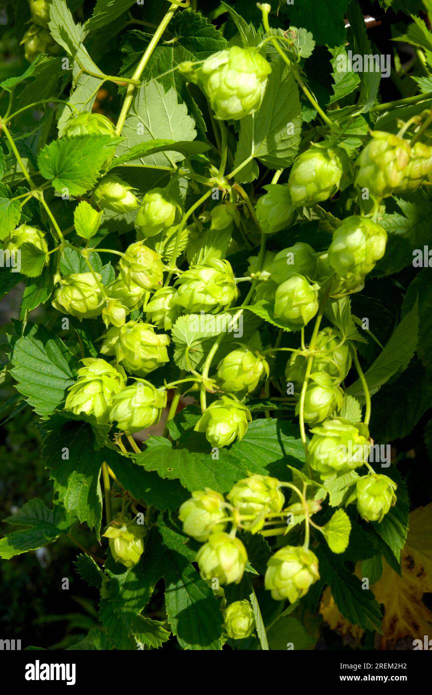 Common hop (Humulus lupulus) 'Tettnanger', beer hops, hop cones Stock ...