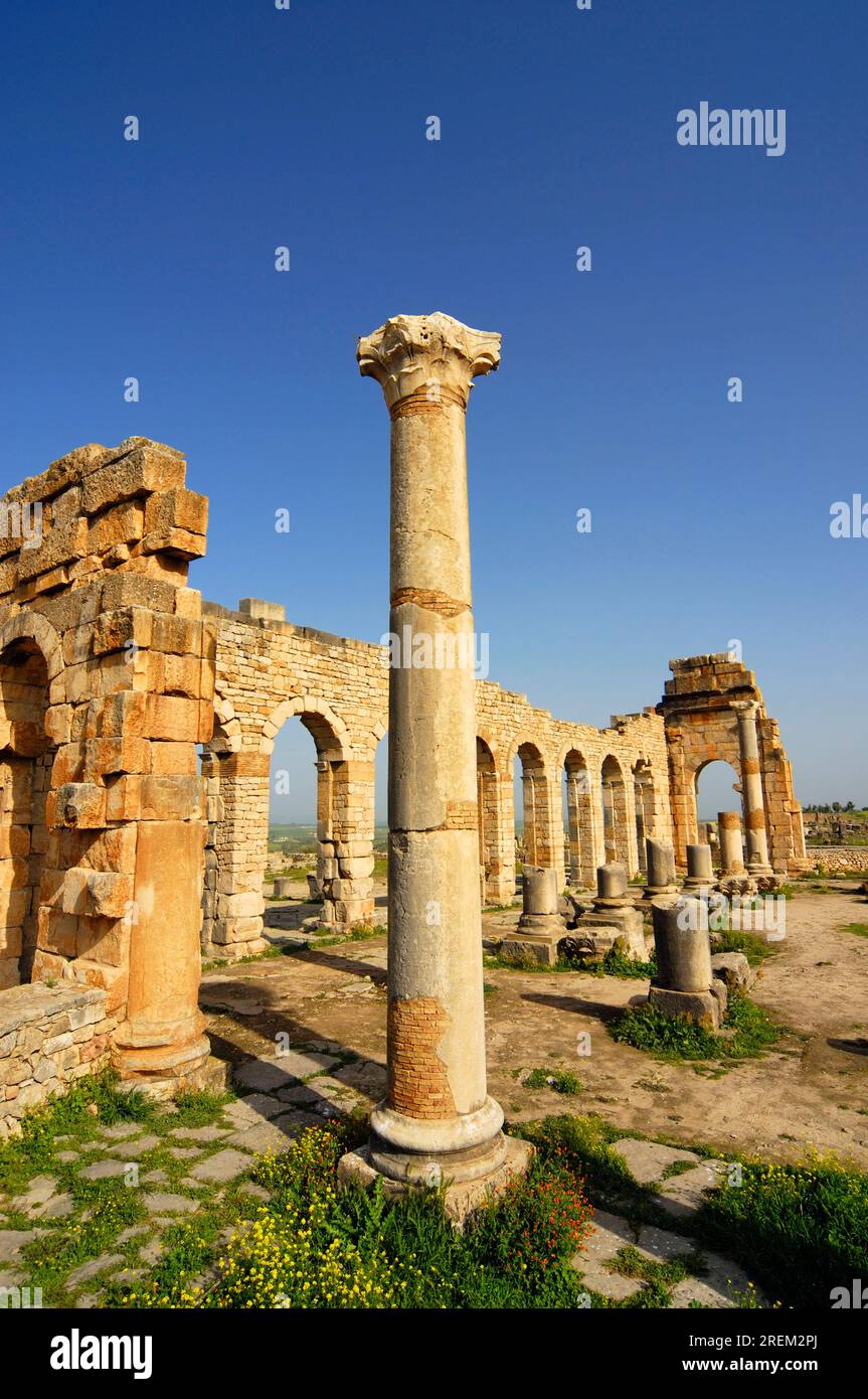 Basilica ruins, Volubilis, ancient Roman city, Morocco Stock Photo - Alamy