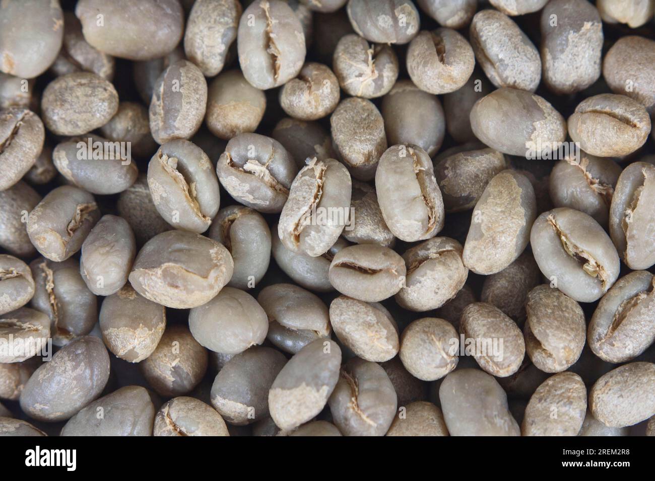 Coffee (Coffea arabica) beans India Pearl Mountain, raw Stock Photo - Alamy