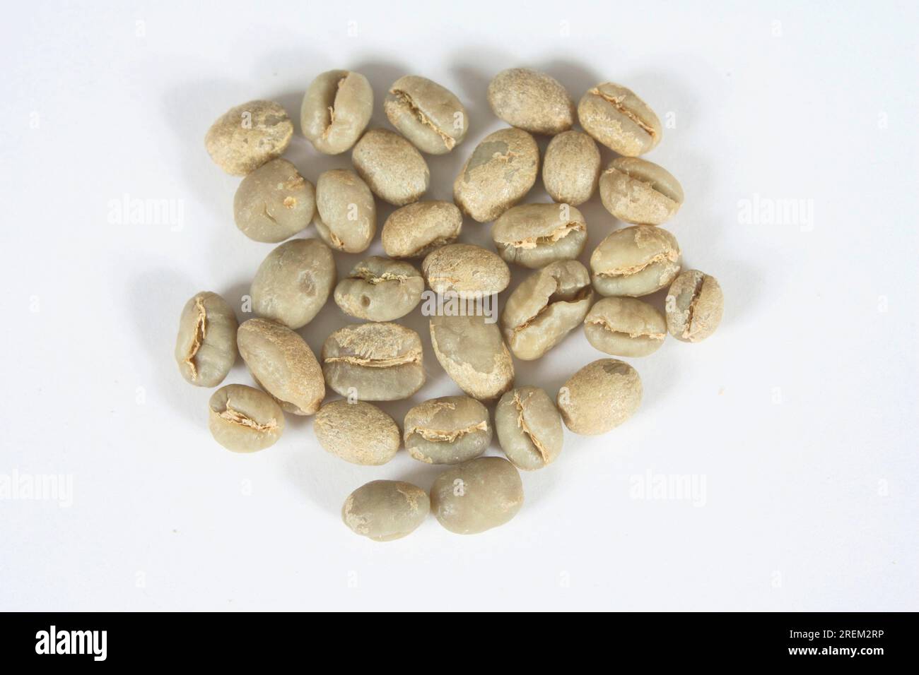 Coffee (Coffea arabica) beans India Pearl Mountain, raw Stock Photo - Alamy