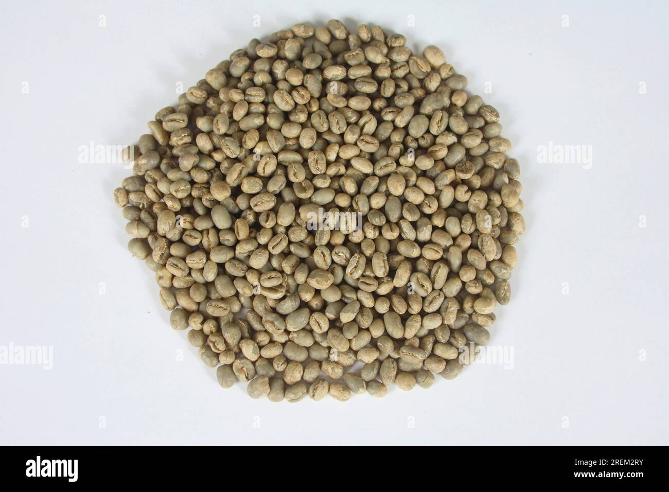 Coffee (Coffea arabica) beans India Pearl Mountain, raw Stock Photo - Alamy