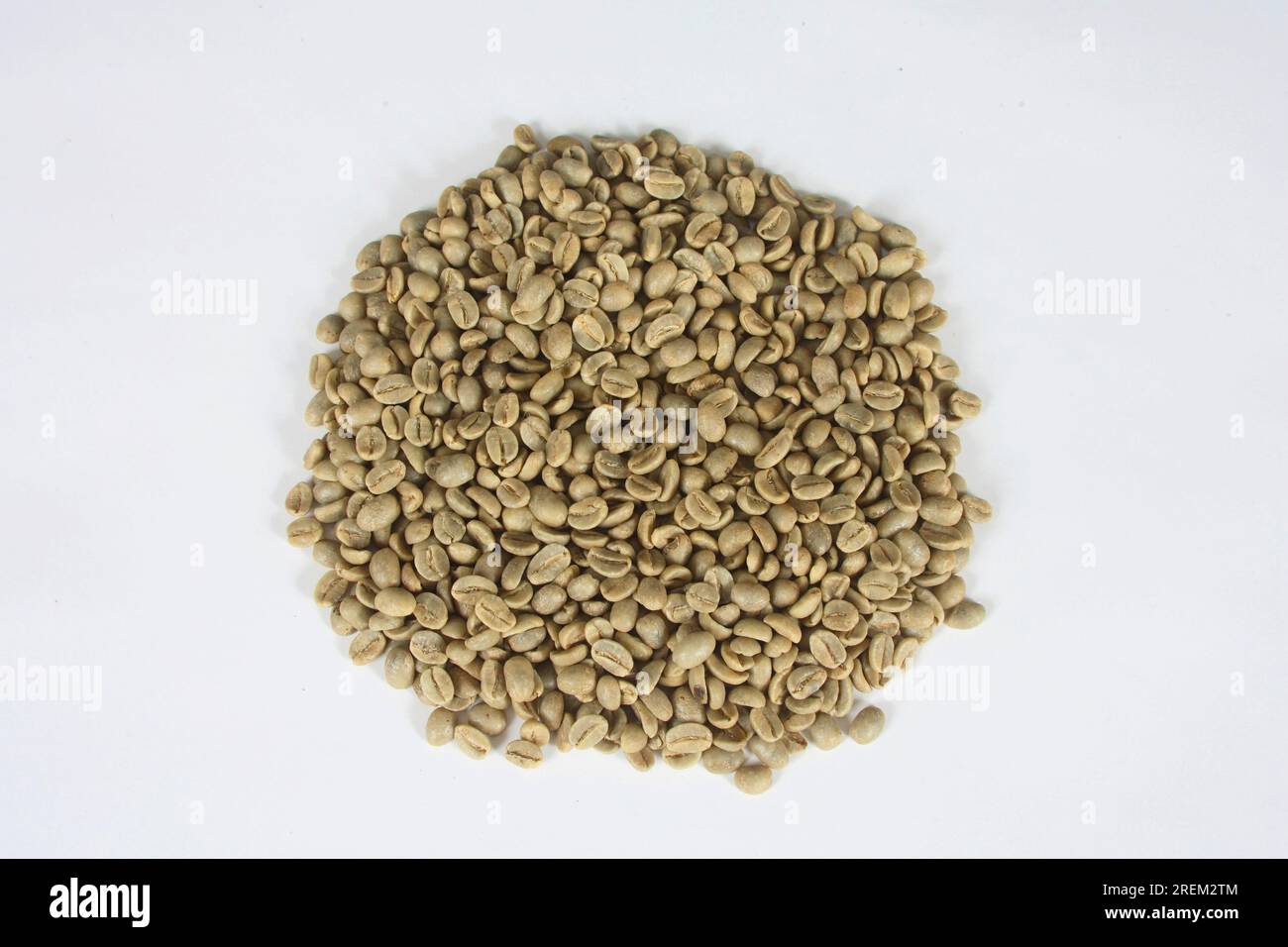 Coffee (Coffea arabica) beans Jamaica Blue Mountain, raw Stock Photo ...